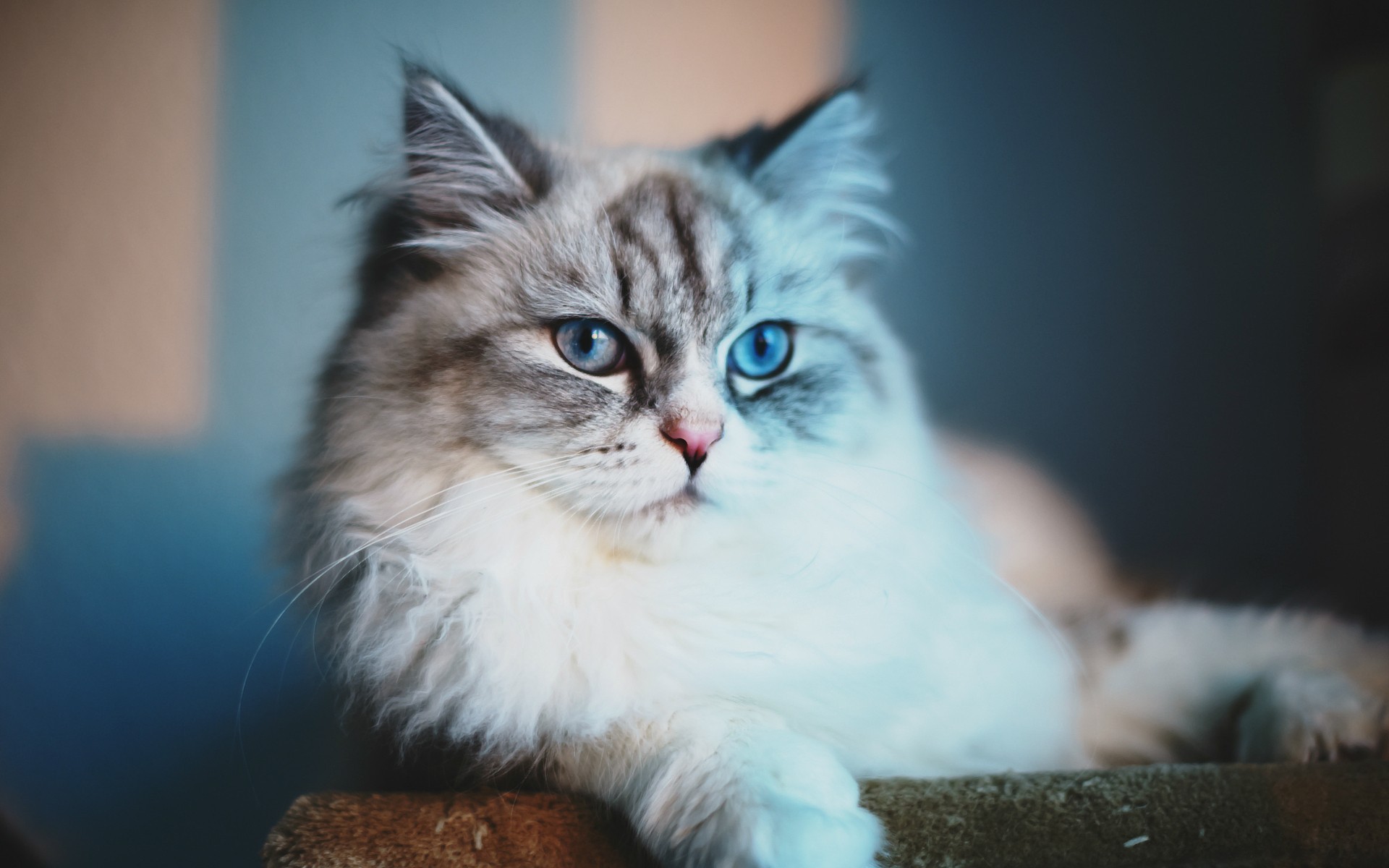 Blue Cat Meow Wallpaper - Norwegian Forest Cat Blue Eyes (#510896) - HD ...