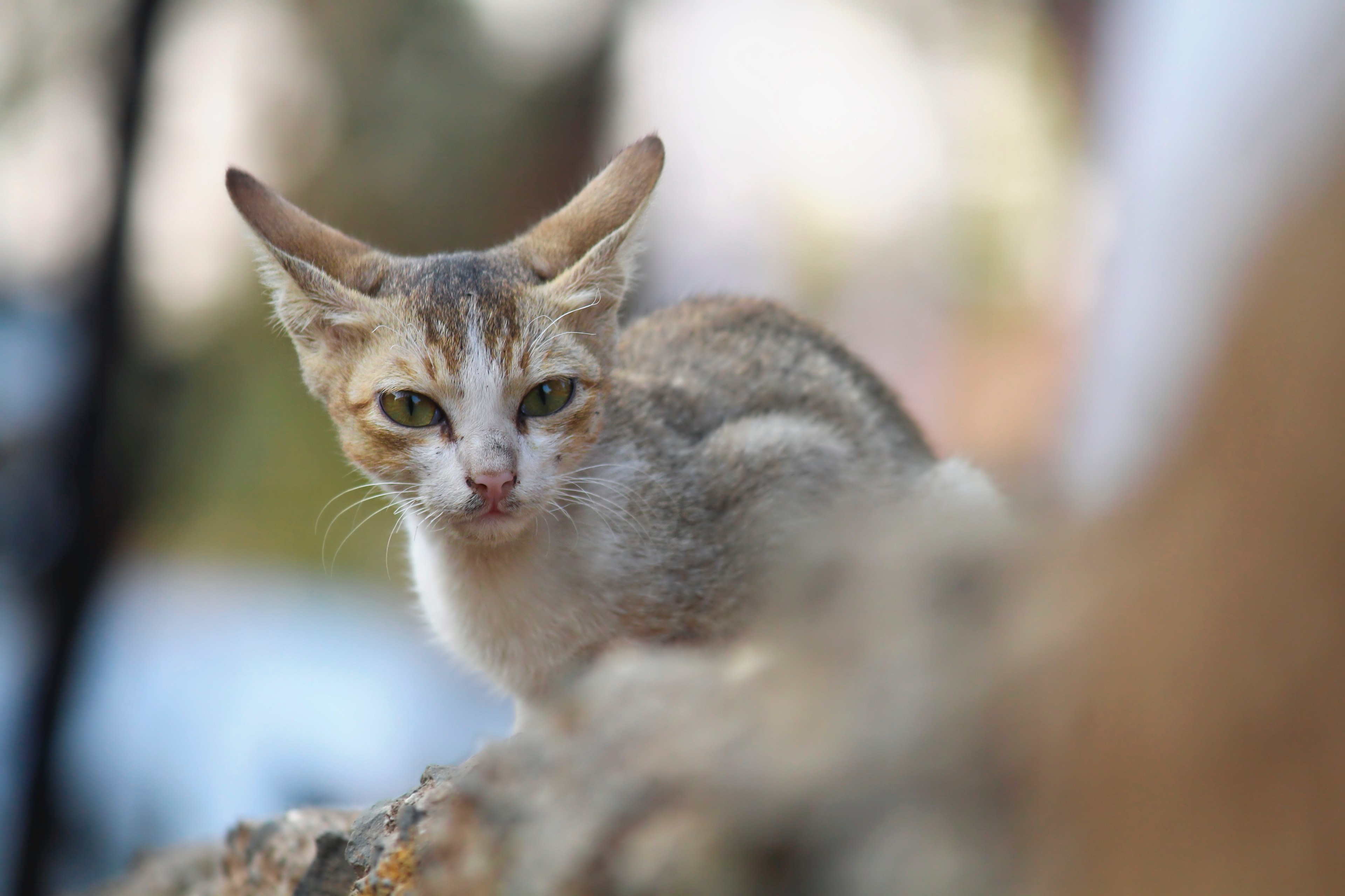 Download #3840x2560 Meow Pretty Kitty 4k Wallpaper And Background ...