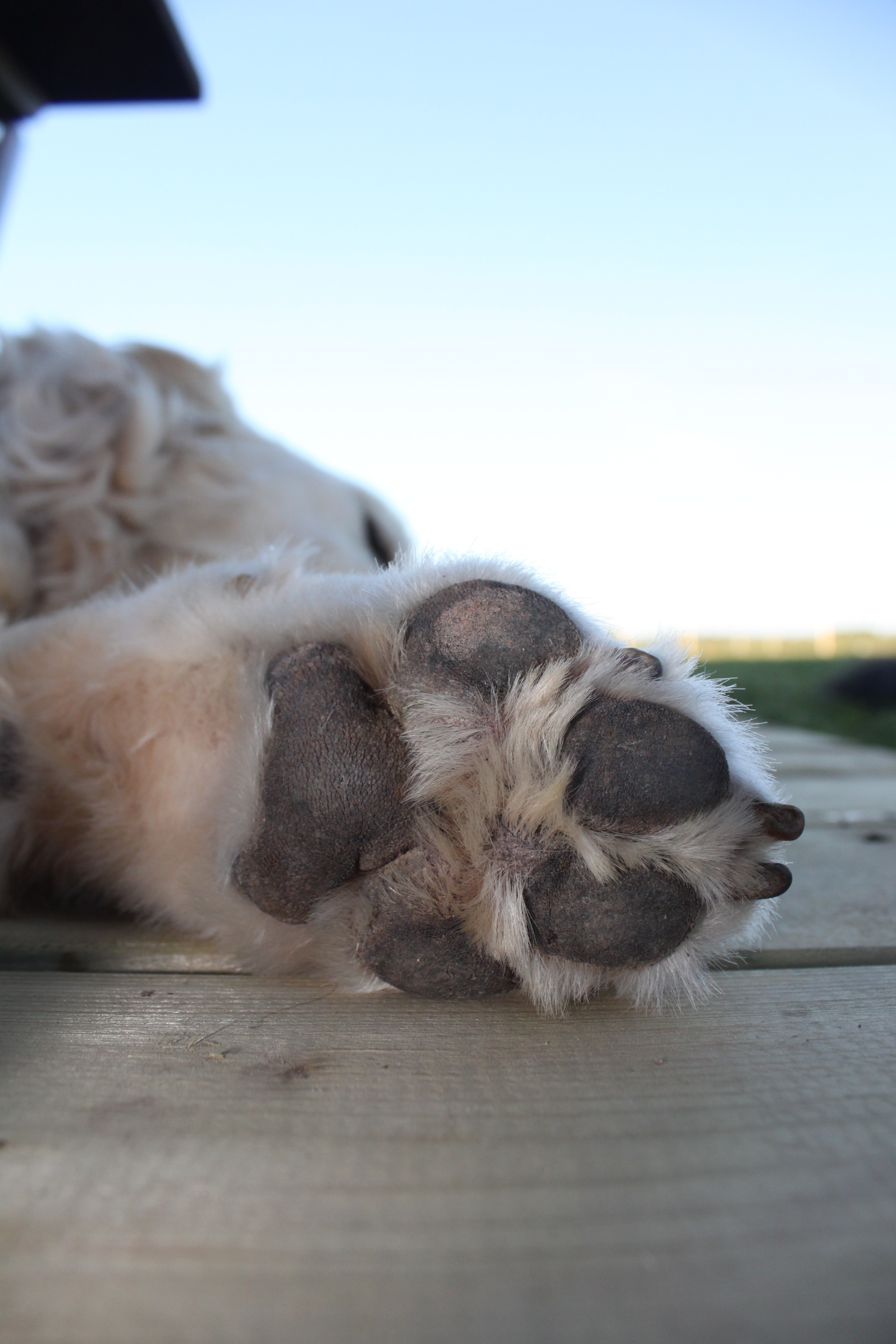 Medium Dog Paws (#517841) - HD Wallpaper & Backgrounds Download