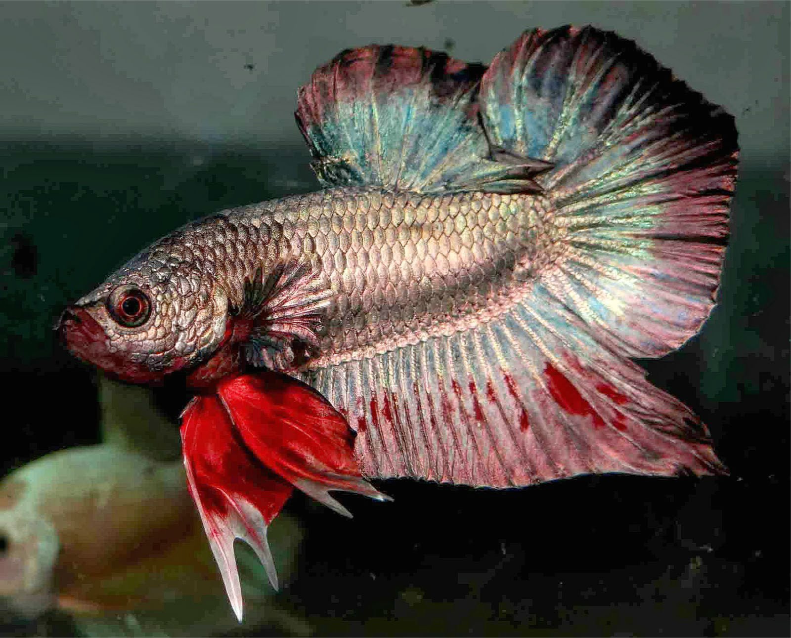 Download Similar Wallpapers - Ray-finned Fish On Itl.cat