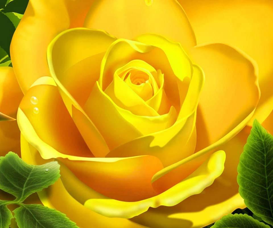 Related For Google Rose Wallpaper (#544701) - HD Wallpaper ...