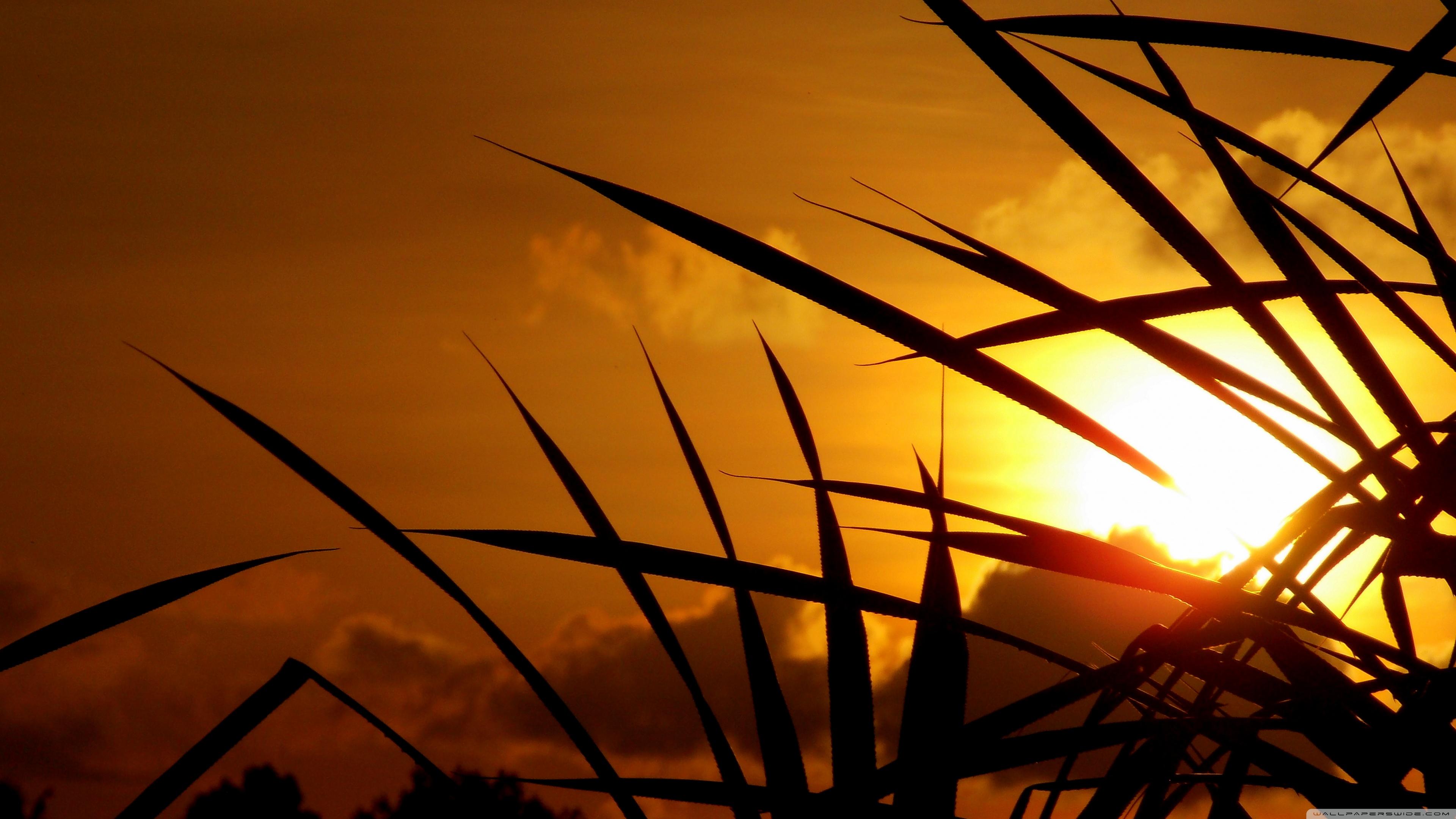 Goldan Wallpaper - Wide Vga (#547470) - HD Wallpaper & Backgrounds Download