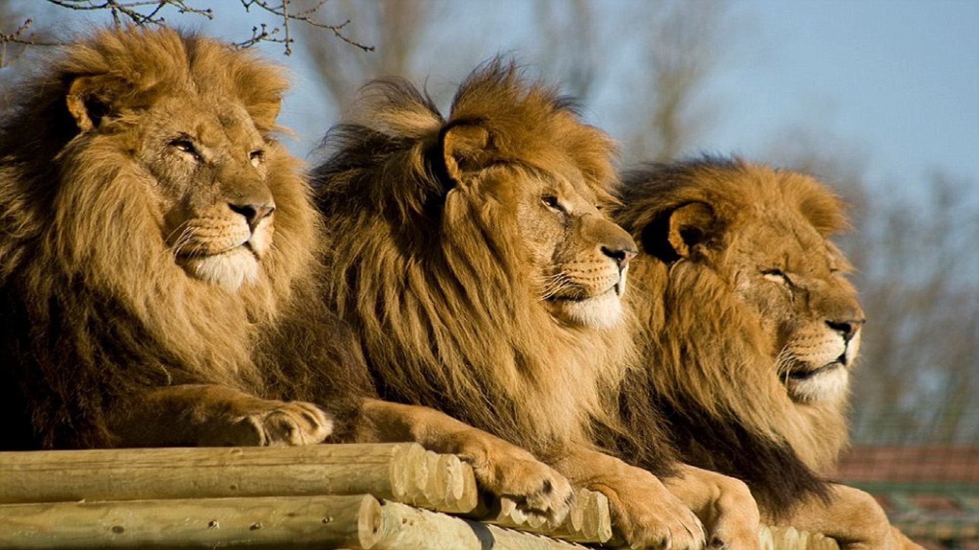 Three Lions (#571720) - HD Wallpaper & Backgrounds Download