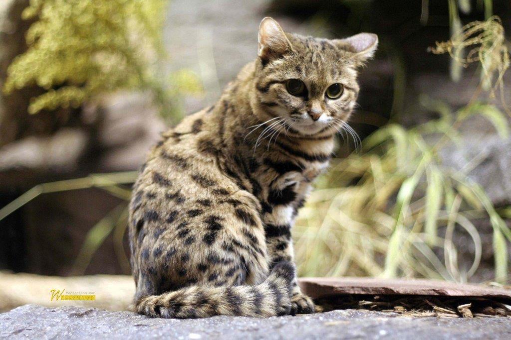Download Black Footed Cat Wonderful 4k Wallpaper - Rusty Spotted Cat Vs ...