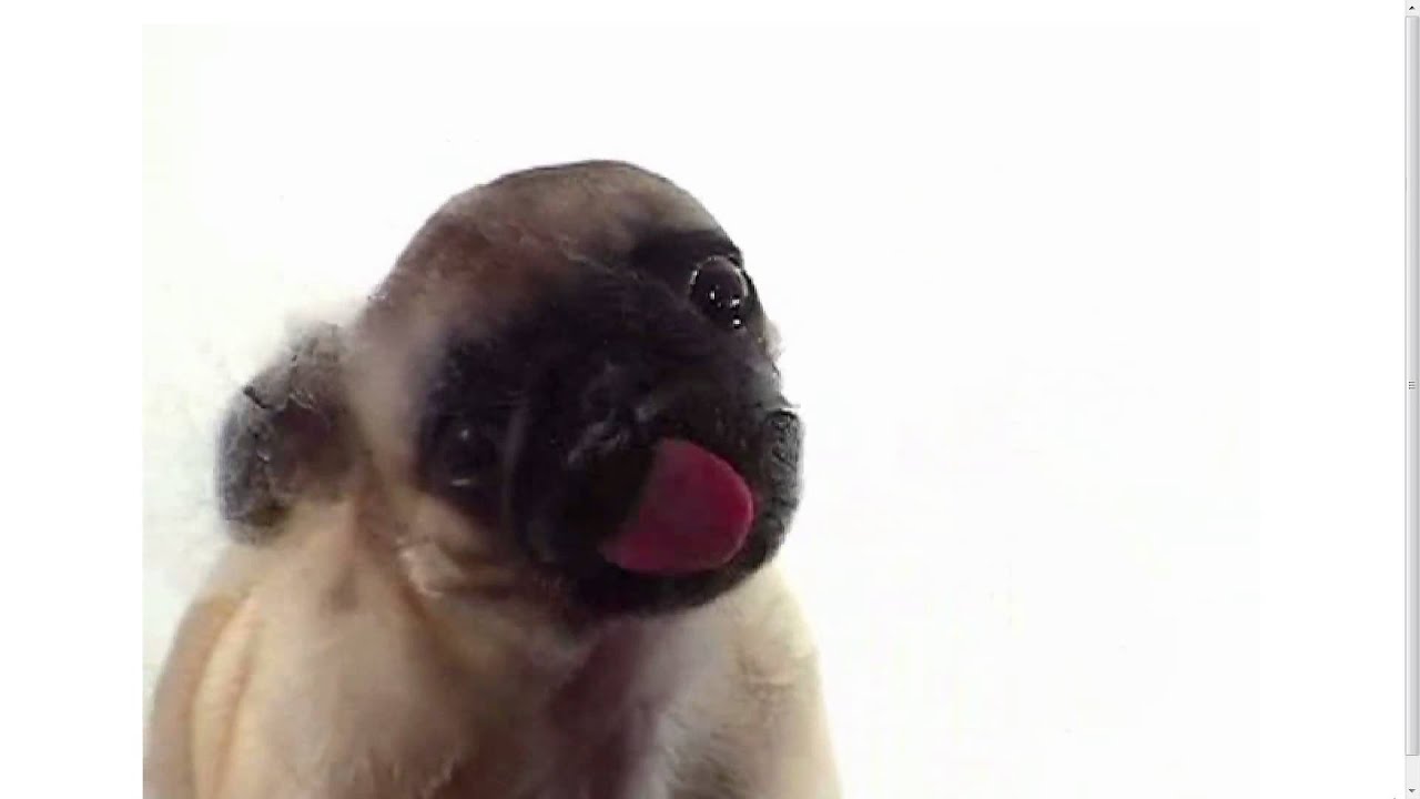 Dog Licking Your Screen - Pug Licking Screen Live (#588364) - HD ...