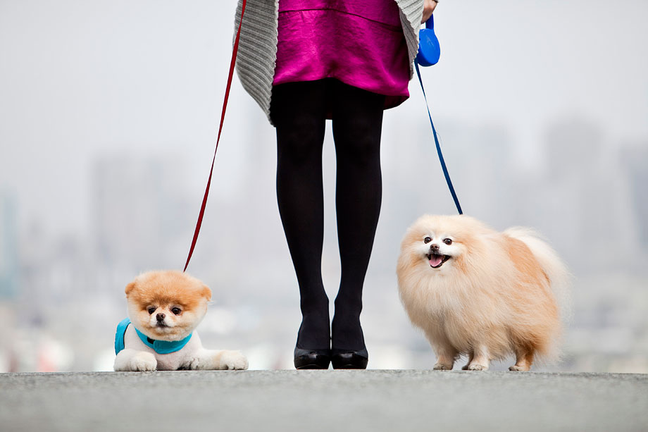 Boo & Buddy Images ♥boo & Buddy♥ Hd Wallpaper And Background ...