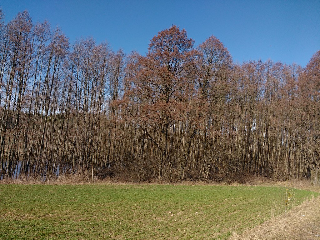 Sidra Surroundings, North-east Poland - Grove (#592837) - HD Wallpaper ...