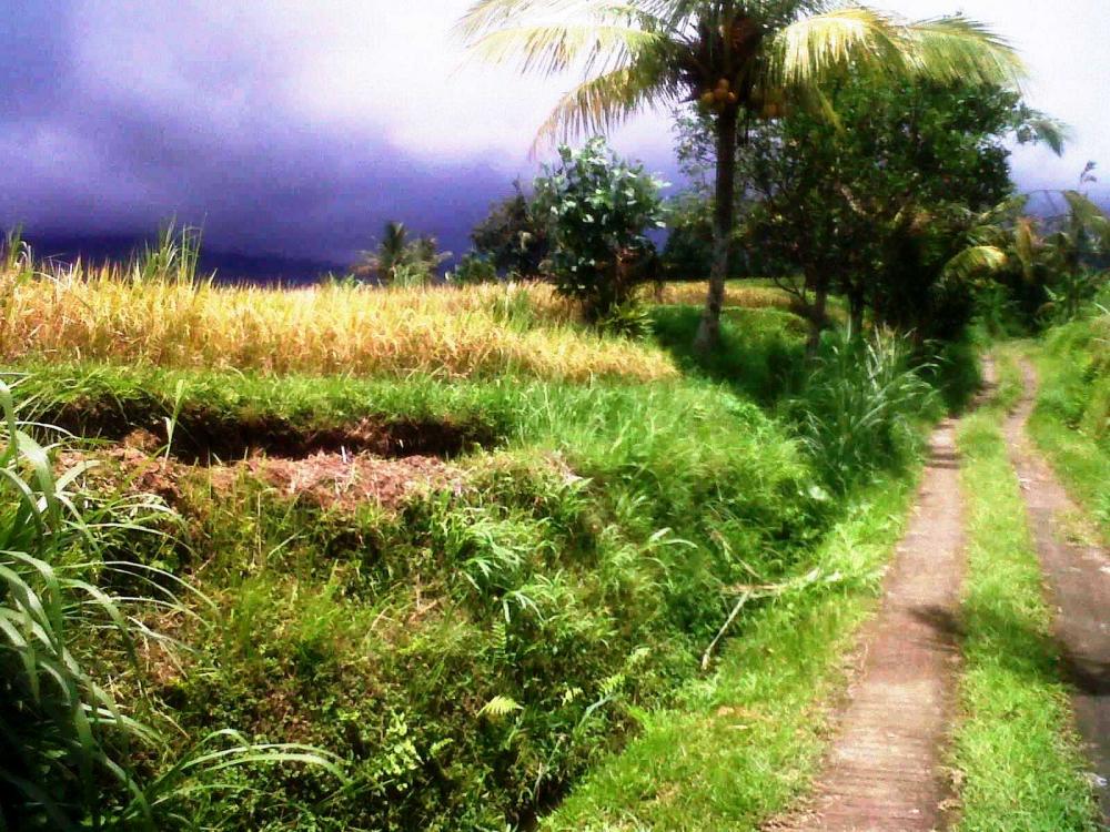 Wallpaper Pemandangan Sawah - Gambar Pemandangan Dp (#594333) - HD ...