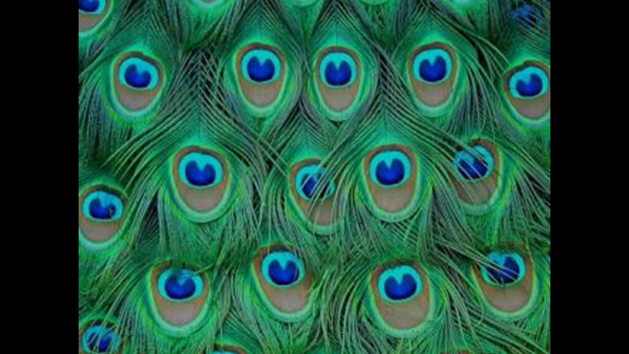Mor Pankh Wallpaper - Peacock Feathers Backgrounds Hd (#599615) - HD ...
