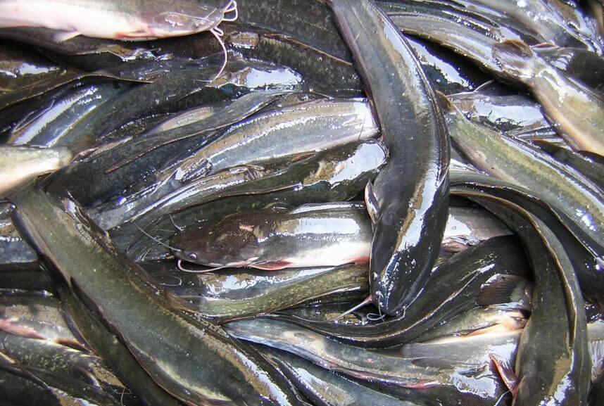 Budidaya Ikan Lele Ikan Lele Adalah Ikan Yang Mempunyai - Pantat Fish ...