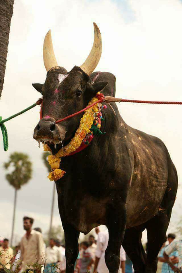 Bull Images, Hd Images, Mattu Pongal, Bulls Wallpaper, - Bull (#608728 ...