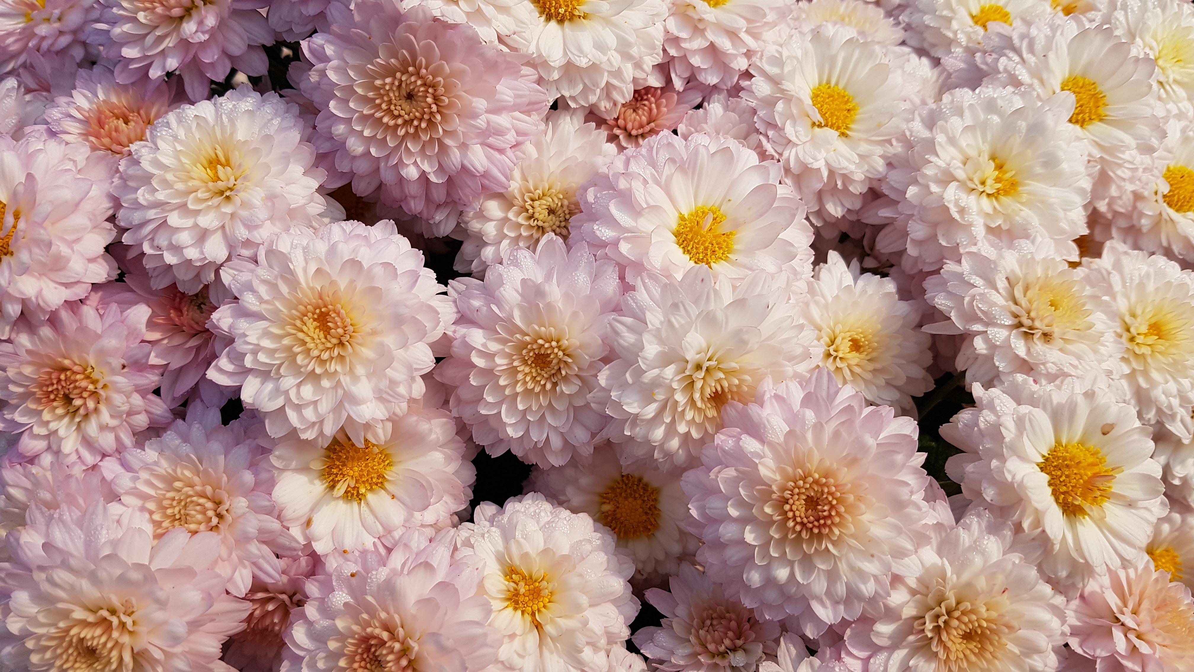 Crisântemos, Flores, Rosa, Flores, Delicado - Chrysanthemum Wallpaper ...
