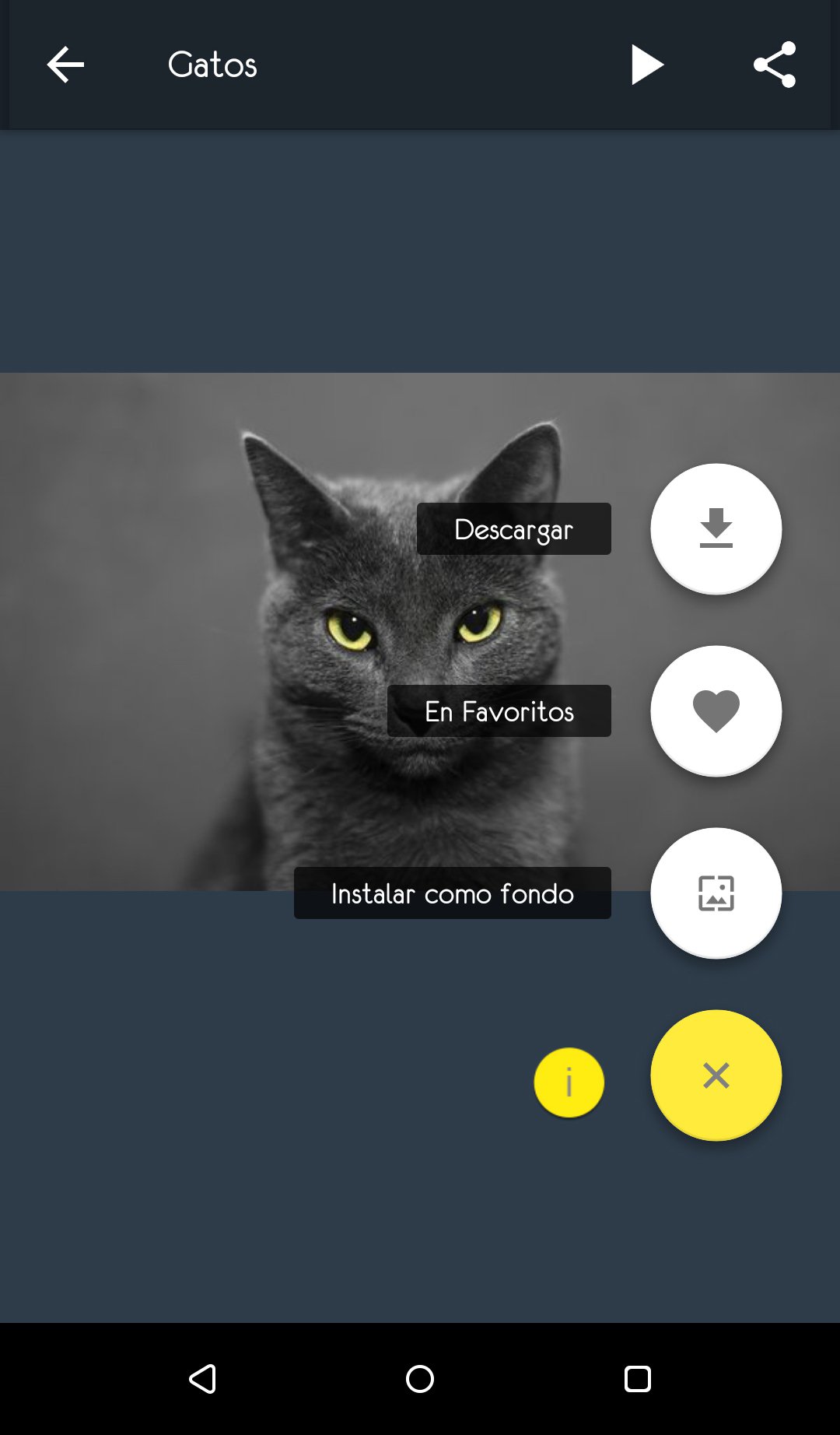 Wallpapers Hd Backgrounds 7fon Image 10 Thumbnail - Black Cat (#627228 ...