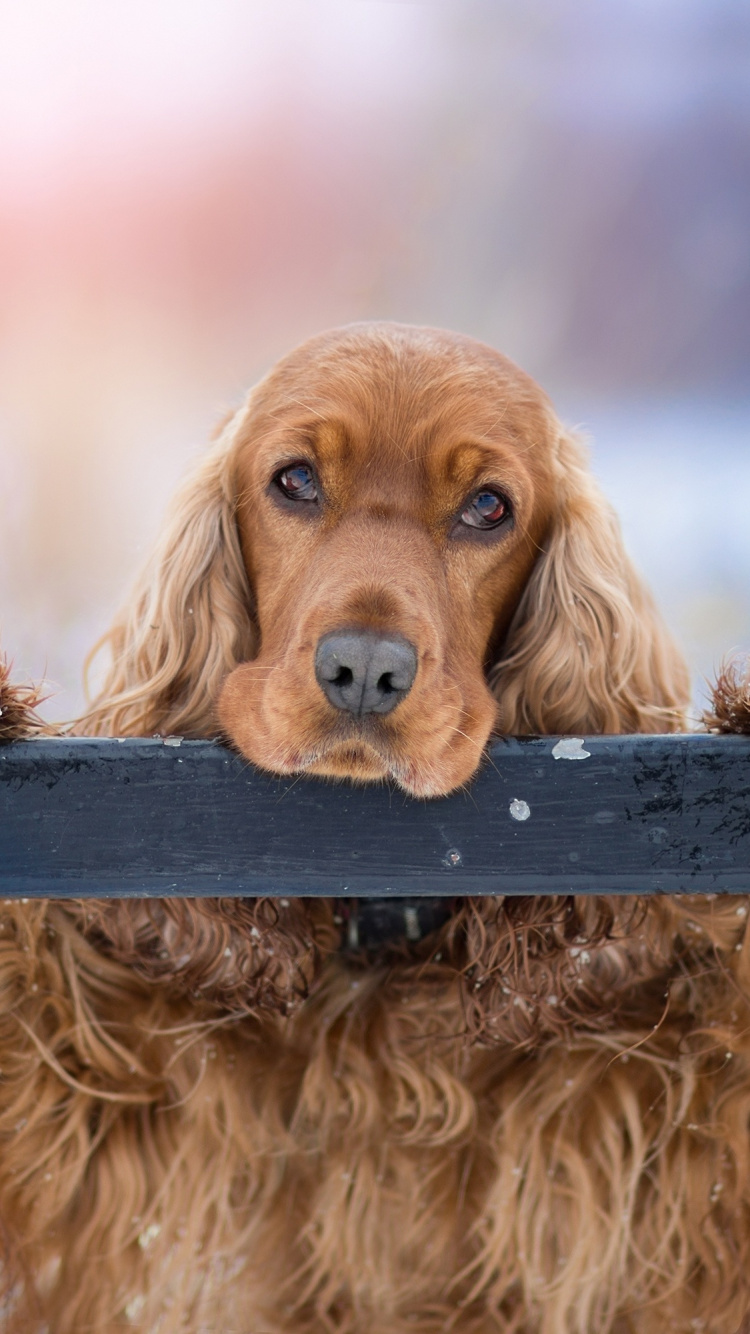 Cute, Pet Dog, Cocker Spaniel, Wallpaper - Cocker Spaniel (#632837 ...