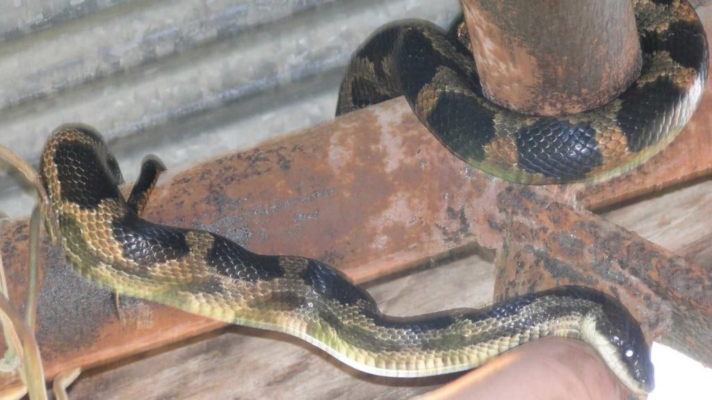 Baby Chicken Snake Wallpaper - Rock Python (#634733) - HD Wallpaper ...