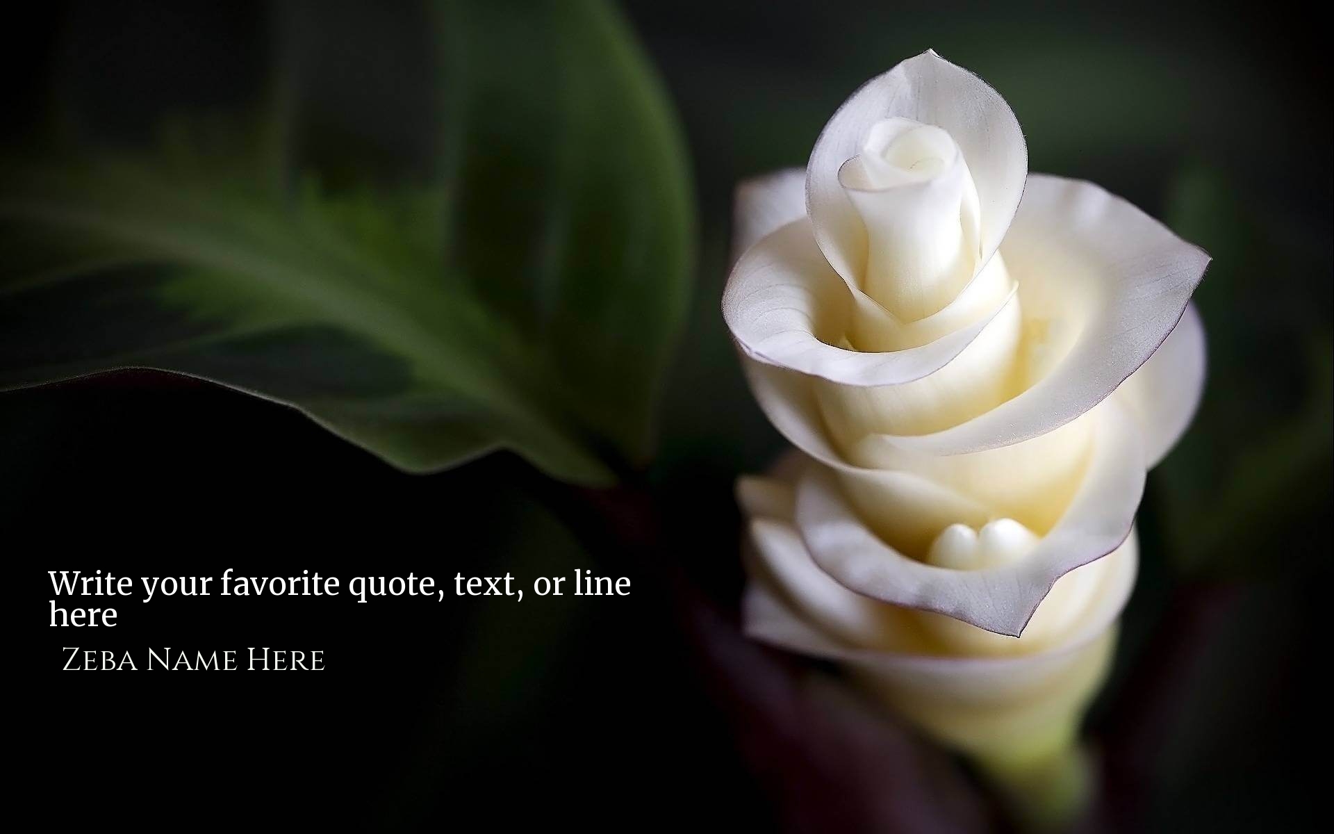 Zaid - Zeba Name Card (#635593) - HD Wallpaper & Backgrounds Download