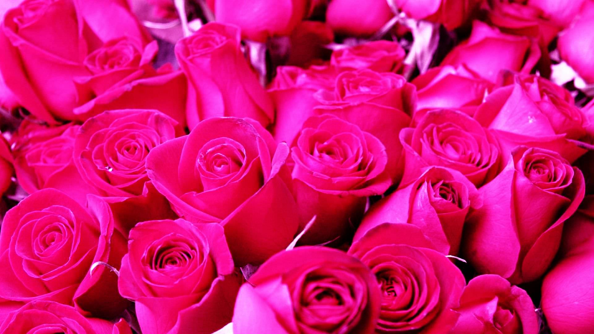 Cool Pink Rose Wallpaper - Pretty Backgrounds Of Roses (#650287) - HD ...