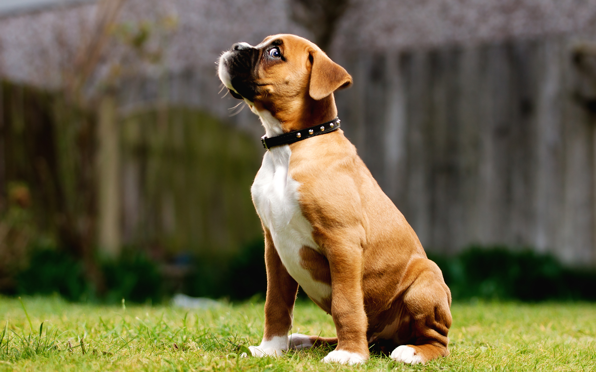 Raza De Perros Boxer Caracteristicas (#654507) - HD Wallpaper ...