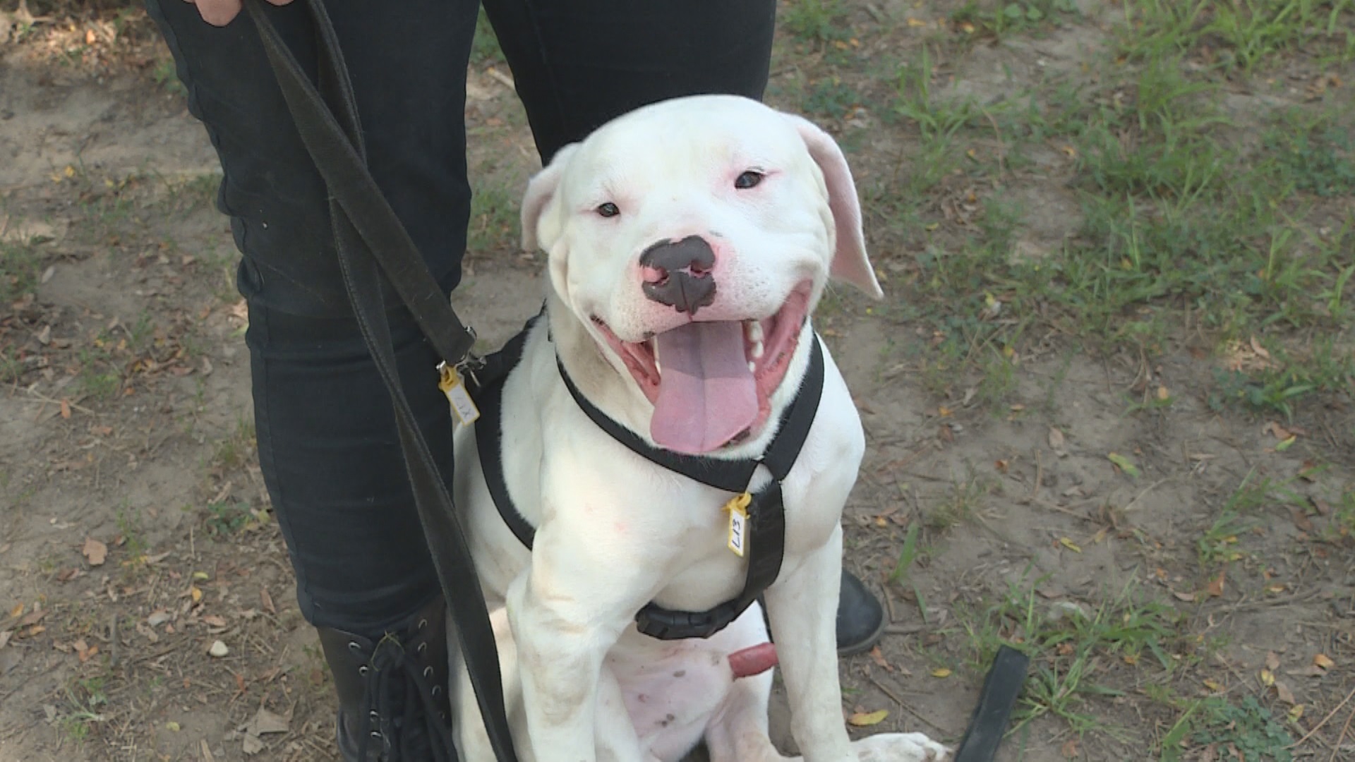 Animal Control & Shelter Taking In Dogs From Crowded - Dogo ...