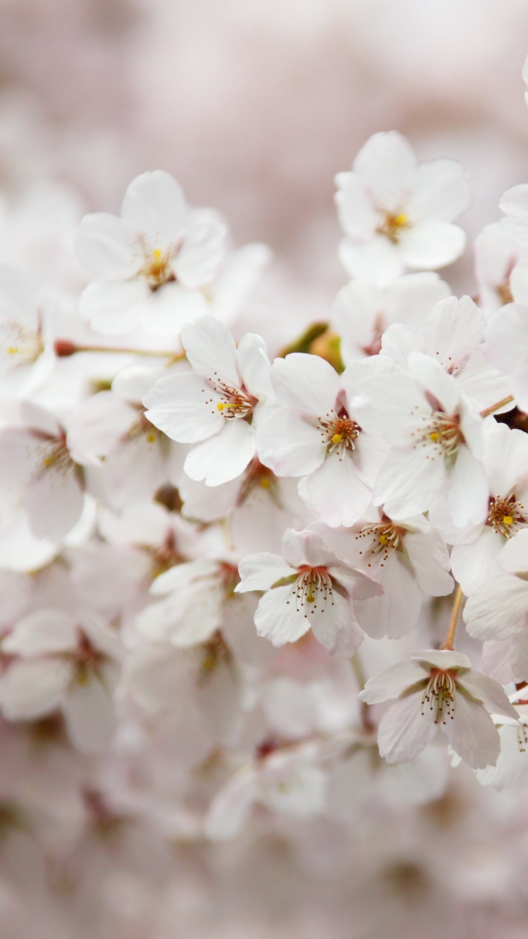 Flower Linkedin Background (#656736) - HD Wallpaper & Backgrounds Download