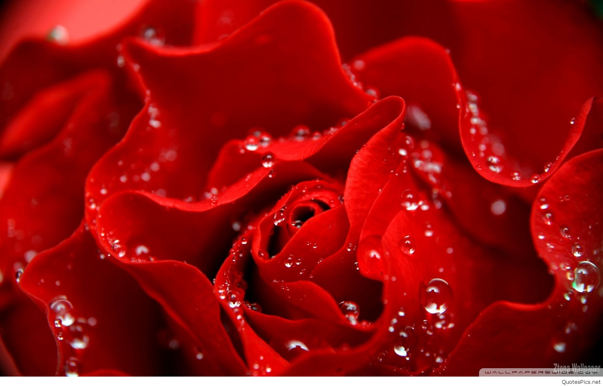 Love Is Like A Red Rose Wallpaper Quotes Pics - Hd Rose Wallpaper For ...