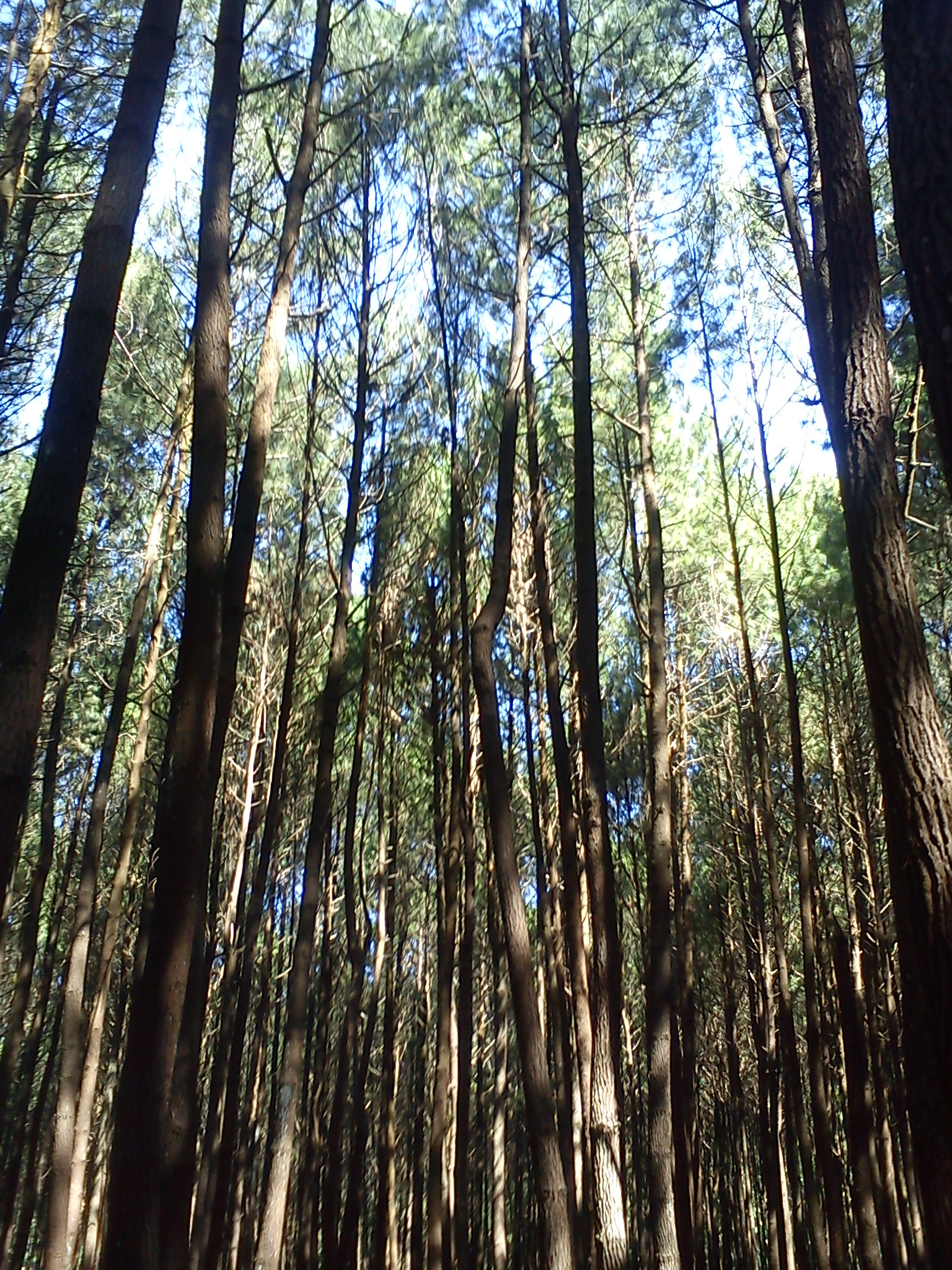 Old-growth Forest (#741381) - HD Wallpaper & Backgrounds Download