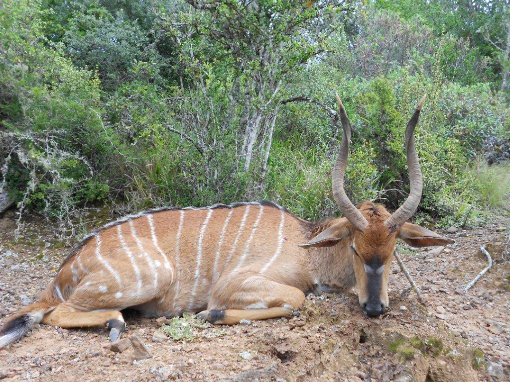 Nyala - Bongo (#746008) - HD Wallpaper & Backgrounds Download