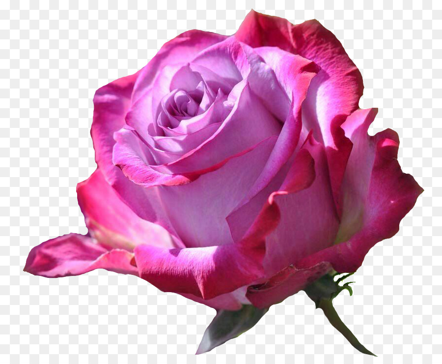 Phool Wale Wallpaper - Pink Rose (#786418) - HD Wallpaper & Backgrounds ...