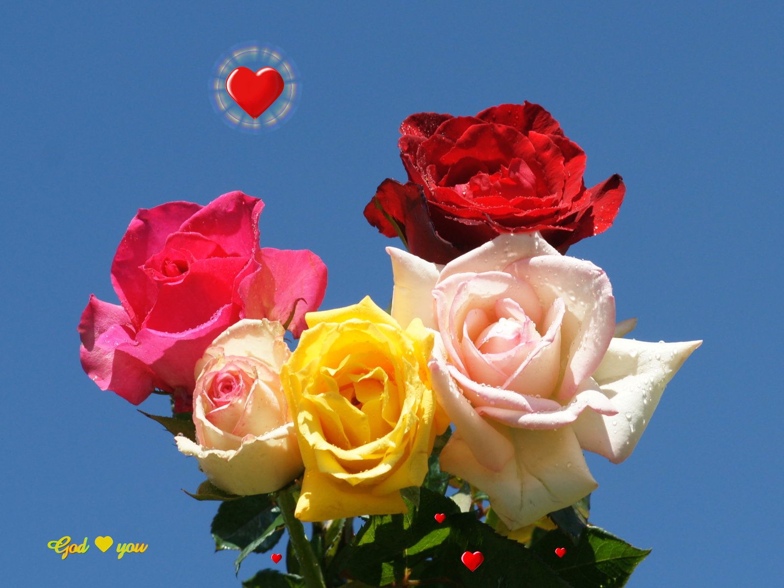 God Roses Dsc02854 Wp (#819400) - HD Wallpaper & Backgrounds Download