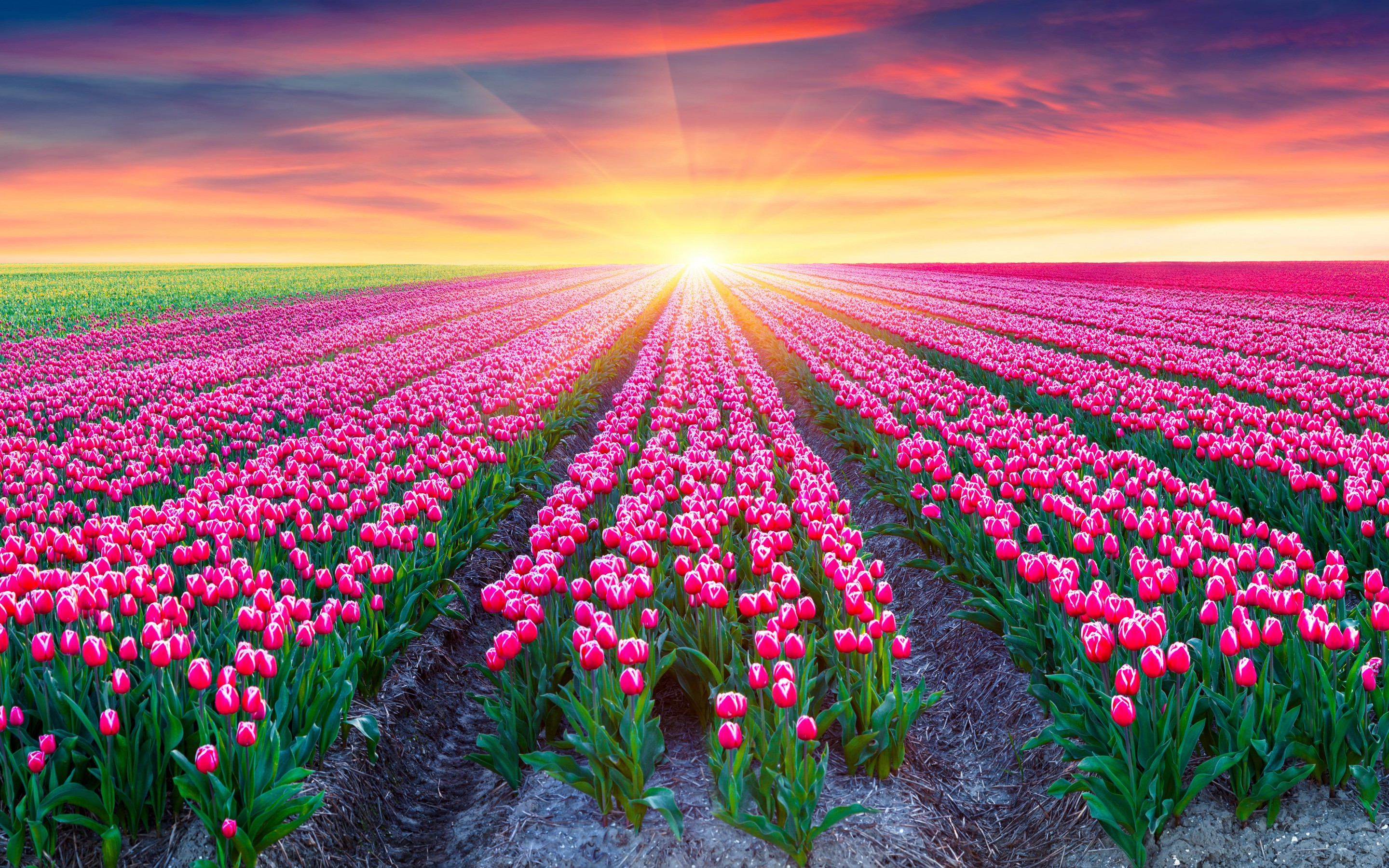 Download Wallpaper Tulips Field, Pink Tulips, Netherlands, Sunrise ...