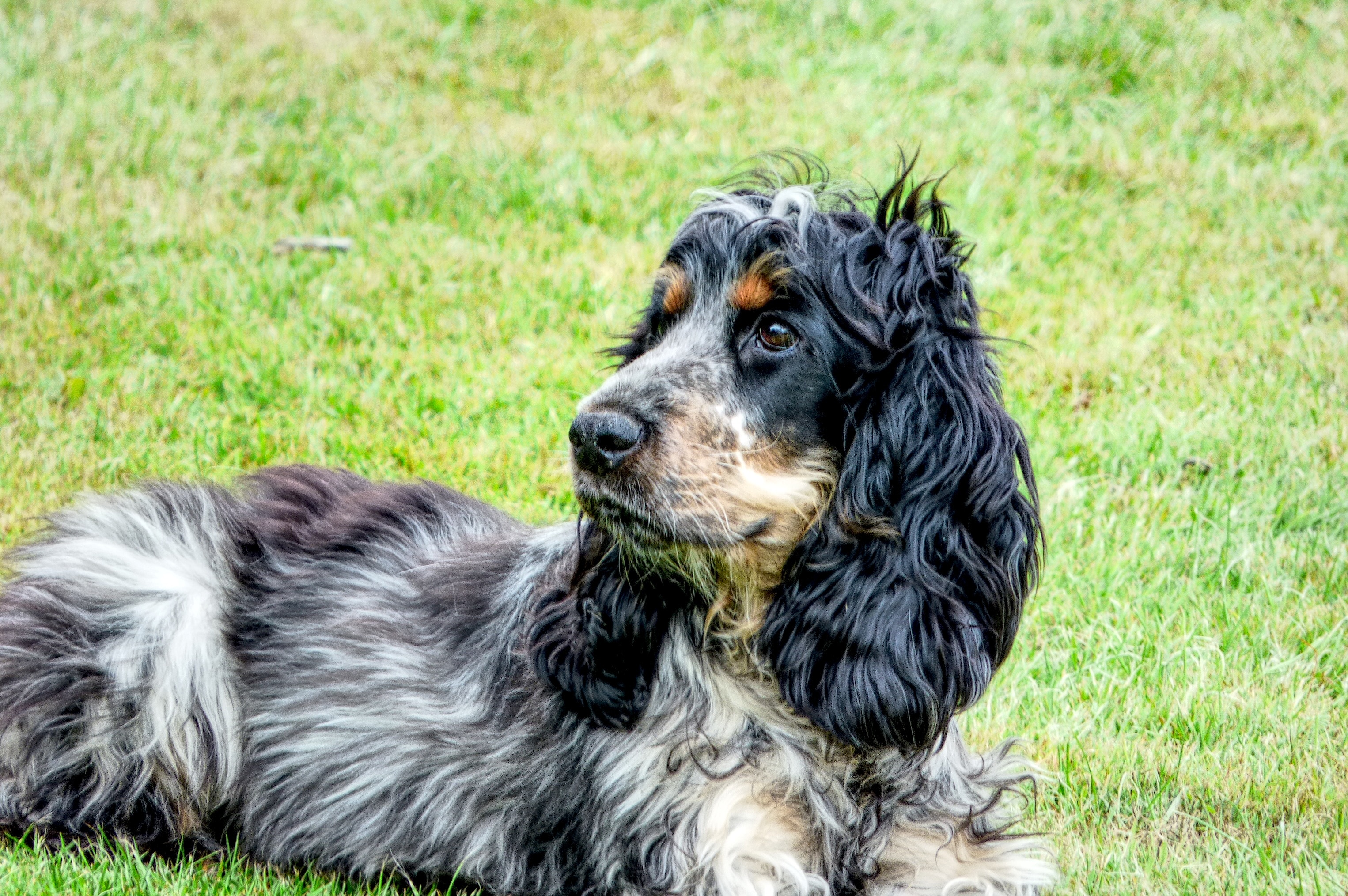 Tricolor English Cocker Spaniel - Tri Color English Cocker Spaniel ...