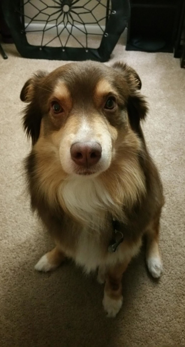 A Cute - Companion Dog (#870479) - HD Wallpaper & Backgrounds Download