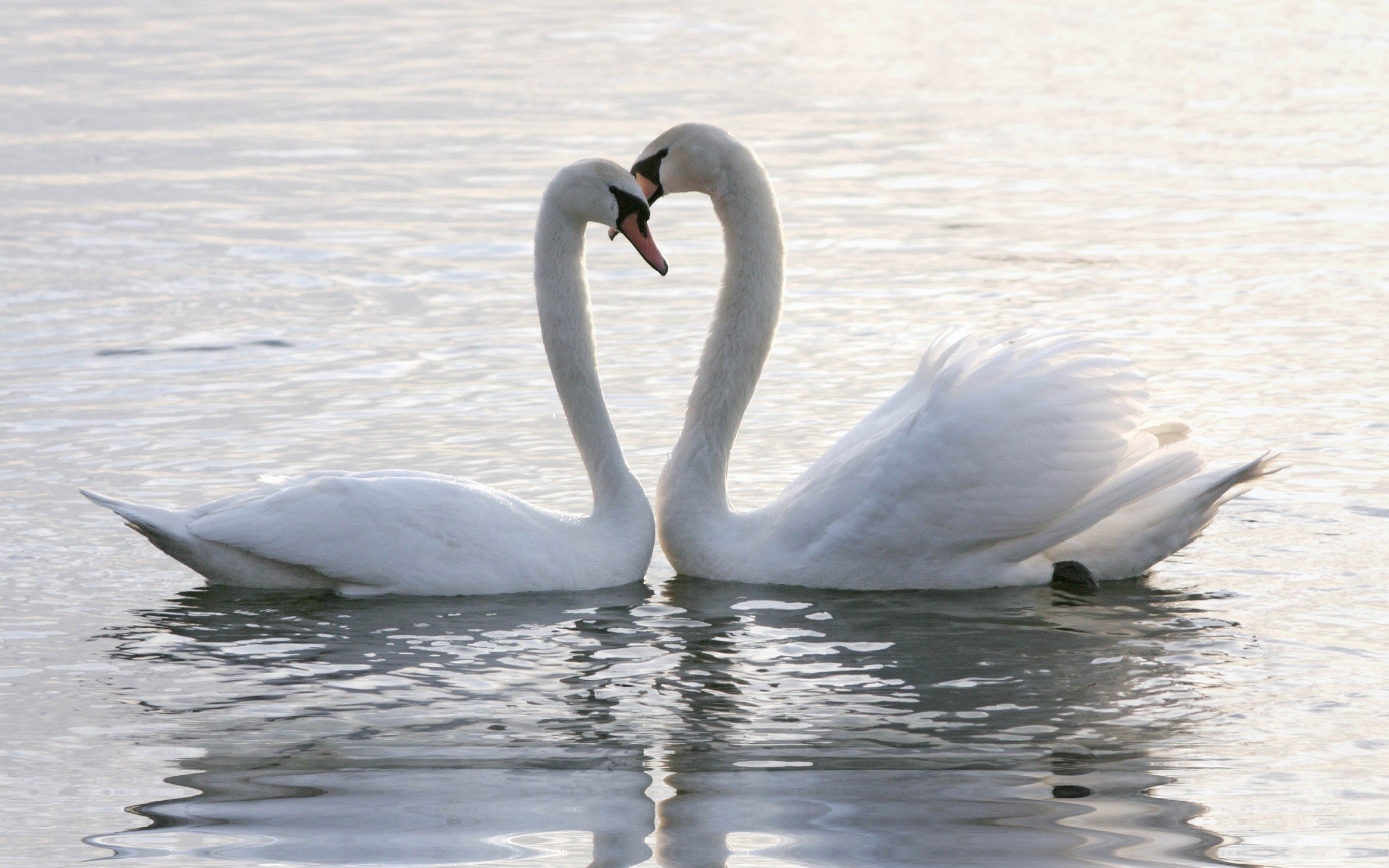 Birds Lovers Two Swans Animals Live Wallpaper Of Love - Very Good Morning Dear (#881485) - HD ...
