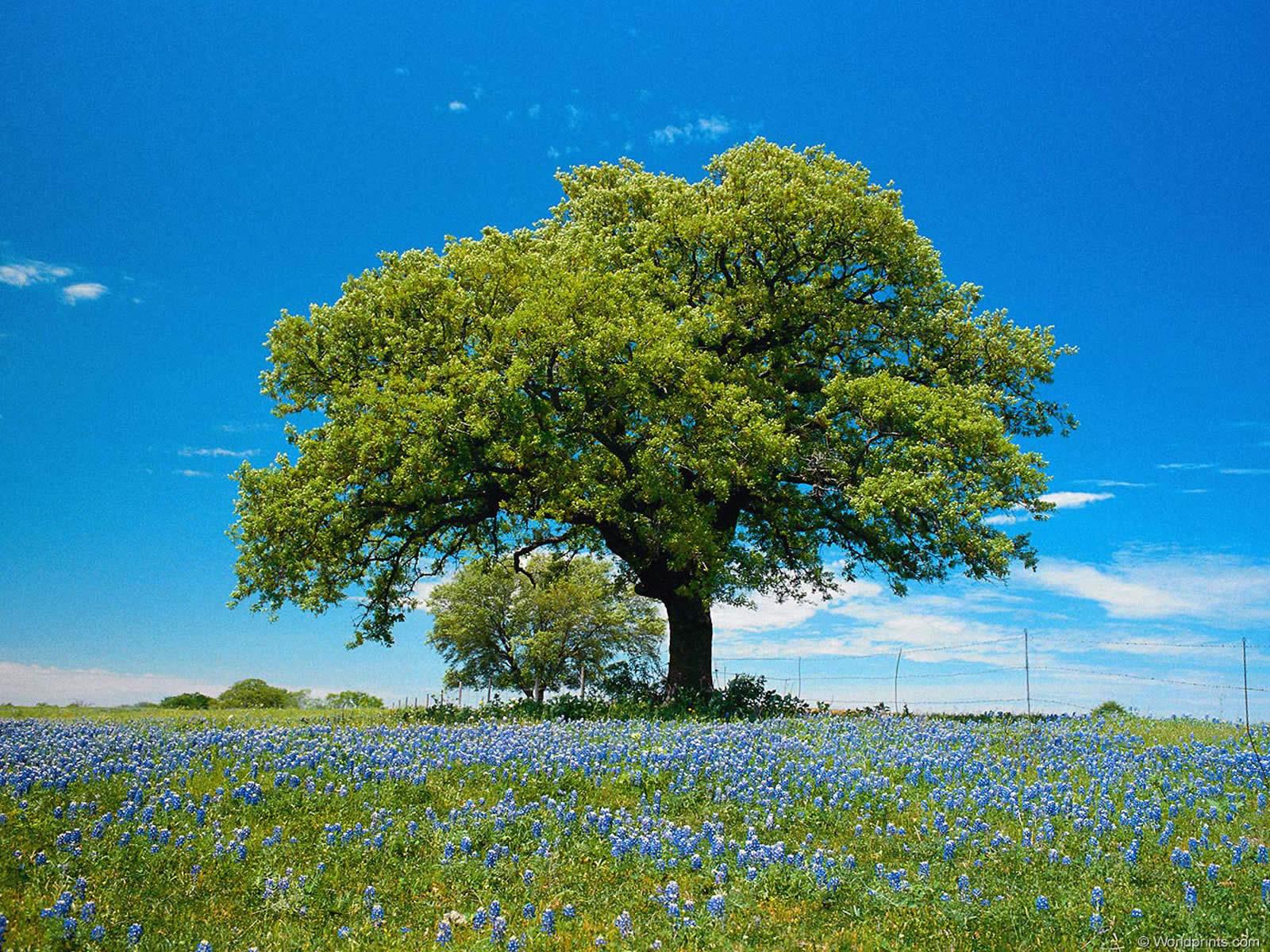 Prairie (#881929) - HD Wallpaper & Backgrounds Download