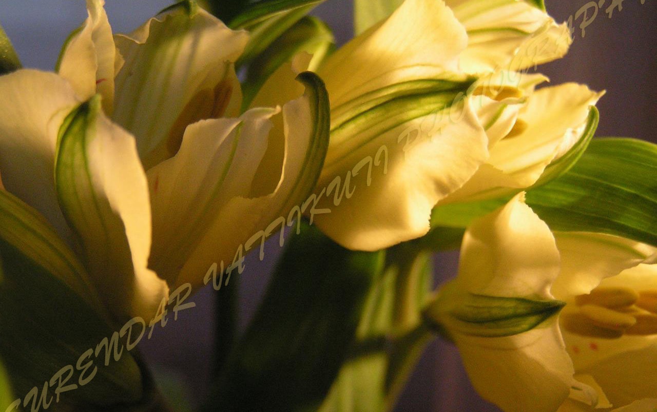 Original Dull Brownish Flower Zoom Wallpapers - Lily (#887160) - HD ...