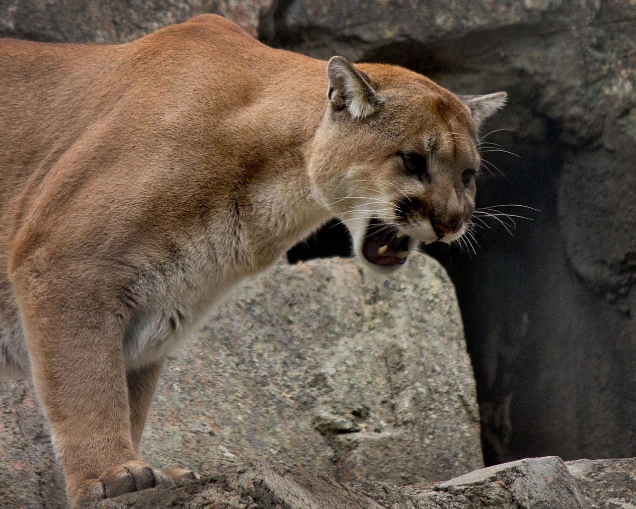 Download Wallpaper Uma, Cougar, Mountain, Lion, Wild Cat, Teeth ...