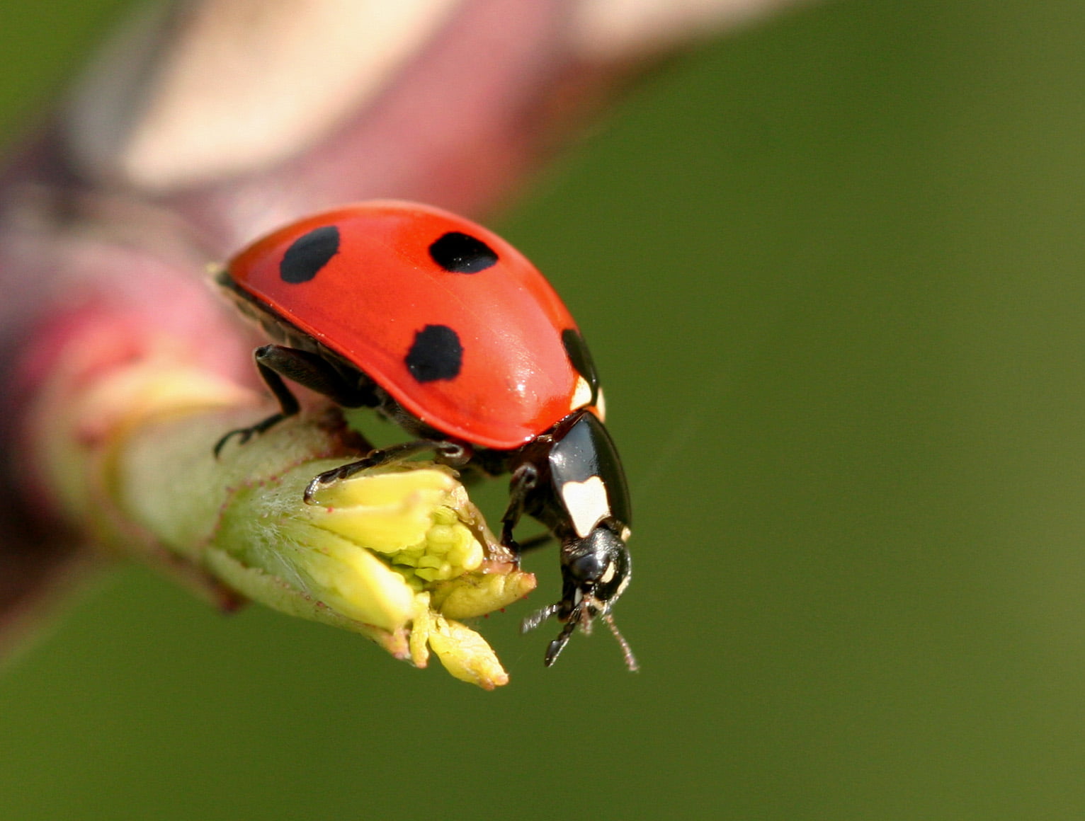 Download Macro Photography Of Lady Bug, Ladybird Hd Wallpaper ...