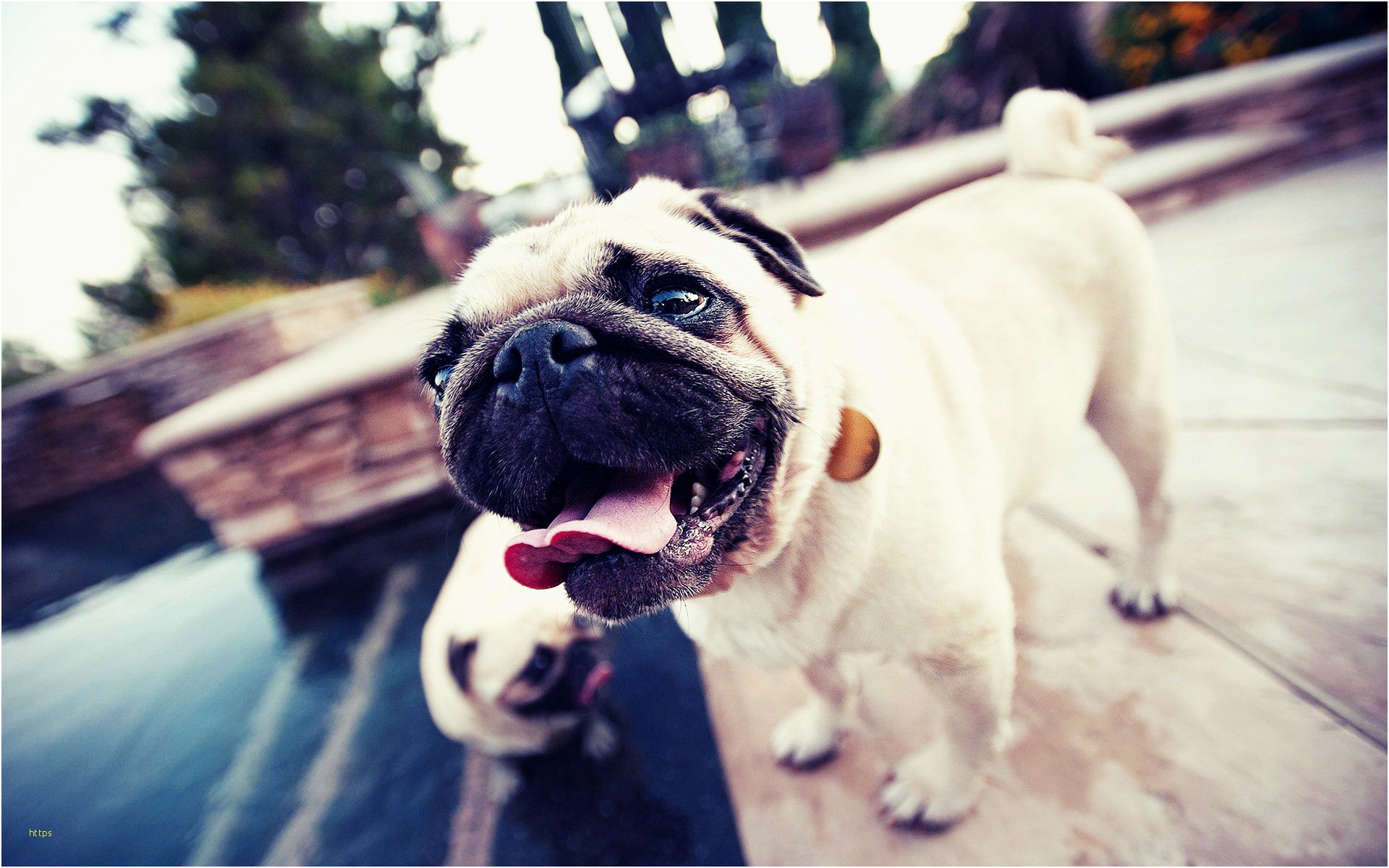 Pug Wallpaper Luxury Pug Wallpapers High Resolution - Pug Dog Full Hd ...