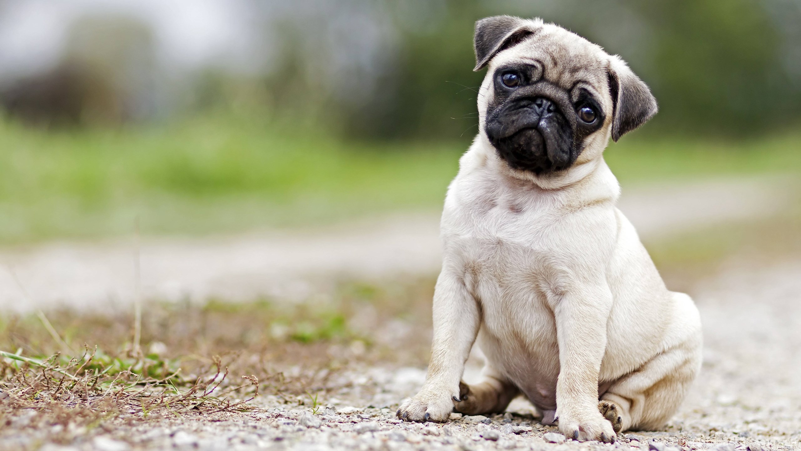 Popular - Baby Pug (#92769) - HD Wallpaper & Backgrounds Download