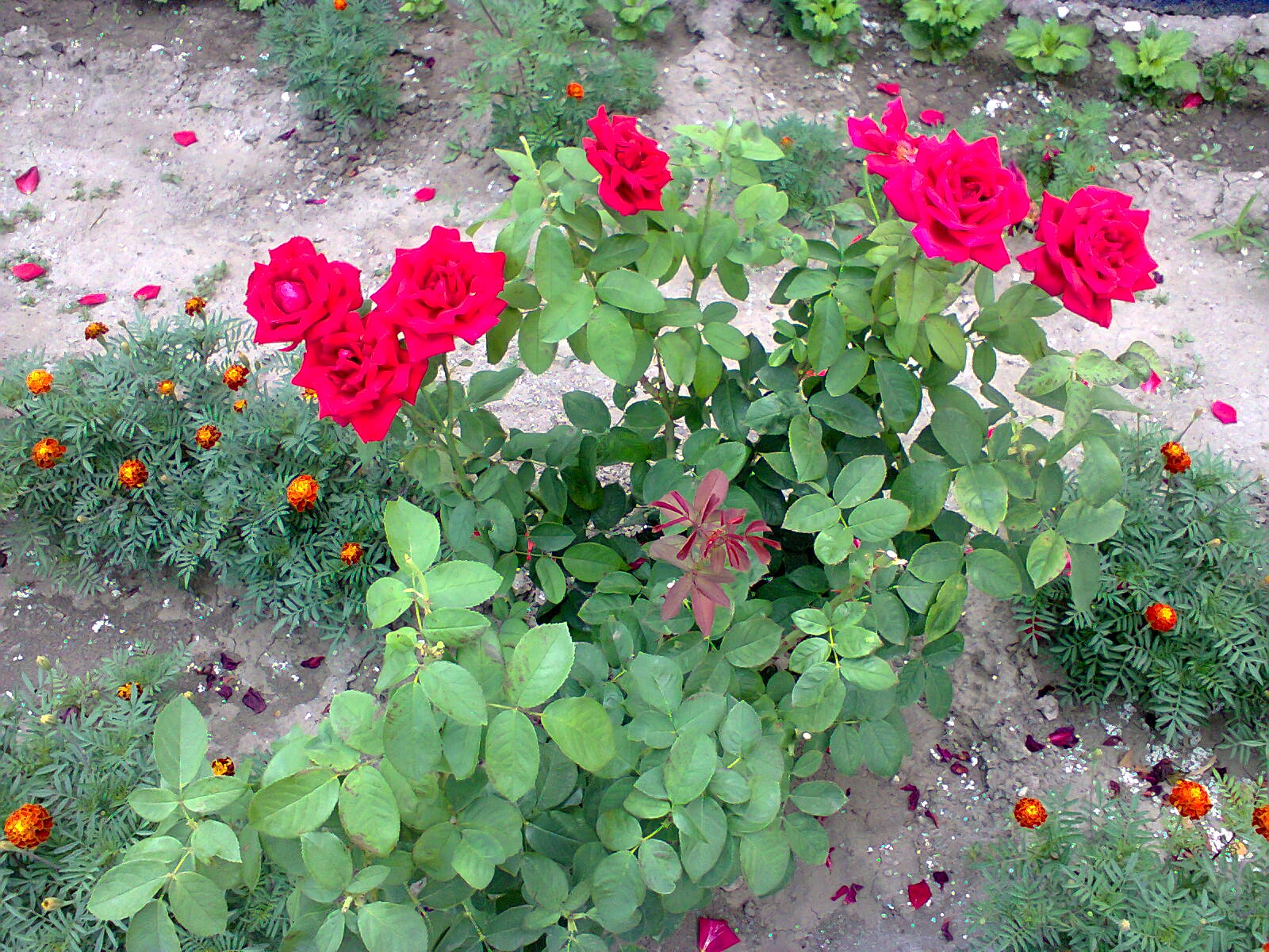 Nokia 210 (#917307) - HD Wallpaper & Backgrounds Download