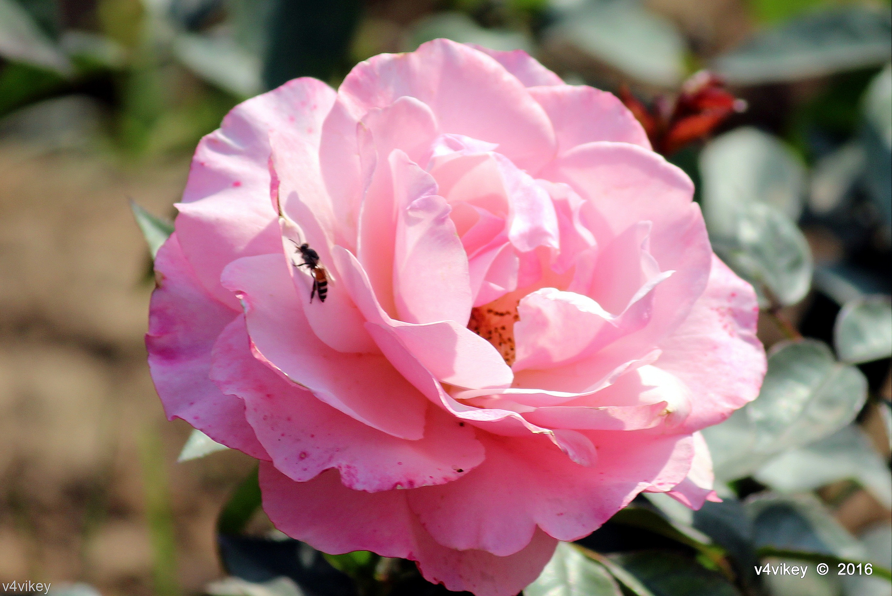 Cabbage Rose Flower - Garden Roses (#947681) - HD Wallpaper ...
