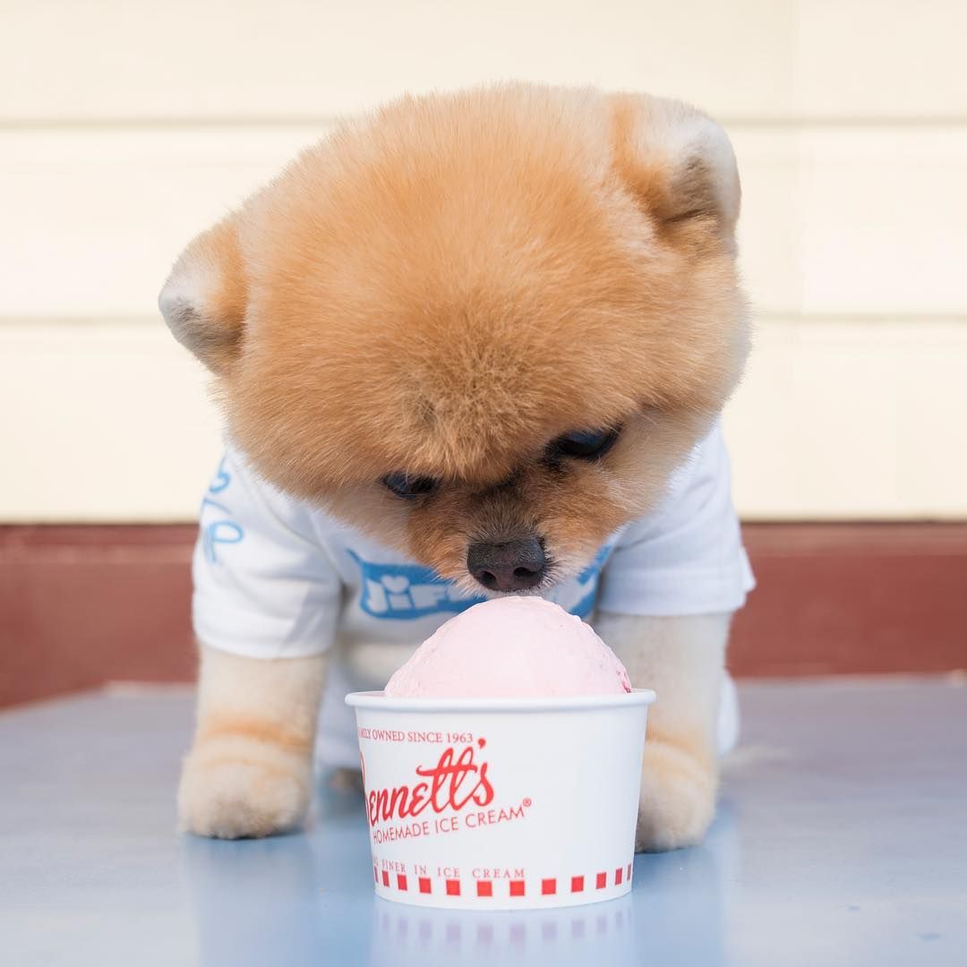 Jiffpom 🐻 On Instagram - Jiffpom Backgrounds (#995979) - HD Wallpaper ...